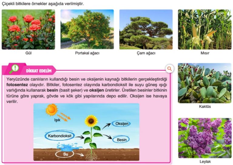 5. Sınıf Bitkiler ve Hayvanlar Konu Anlatımı Özeti Çalışma Kağıdı