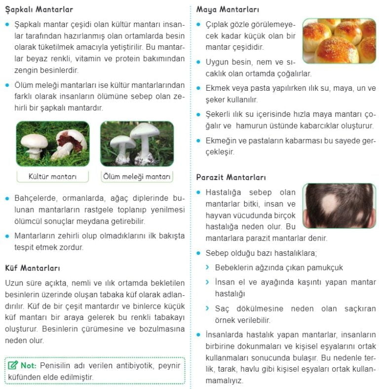 5. Sınıf Mantarlar Konu Anlatımı Özeti Çalışma Kağıdı Etkinlikler
